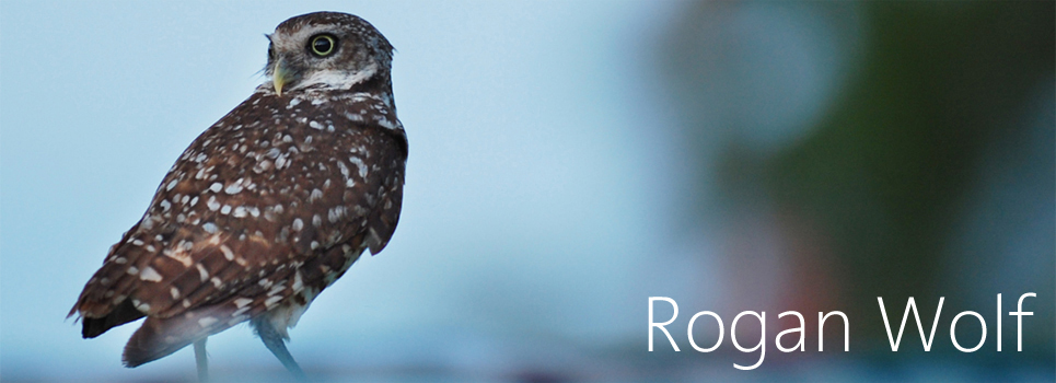 Poems for… Self at Sea – Rogan Wolf – Poet and Social Worker